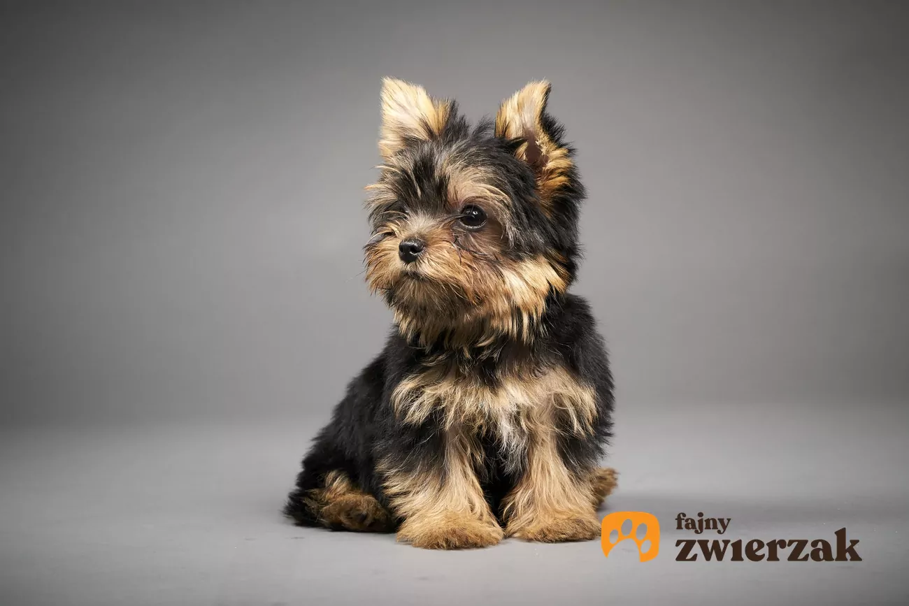 Miniaturowe rasy psów - 12 najpopularniejszych psów do domu