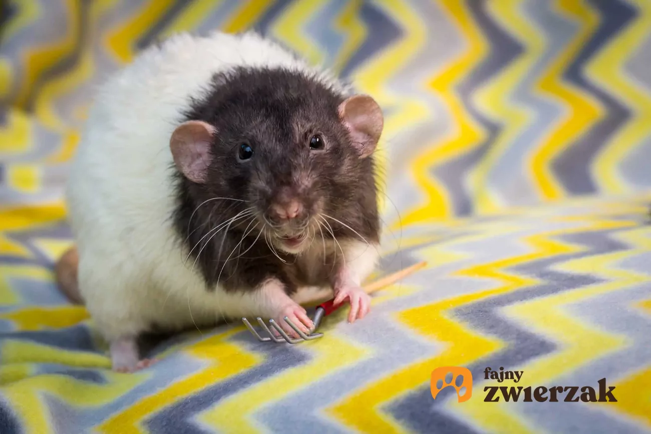 Szczur Dumbo rex – opis, wymagania, cena, porady hodowców