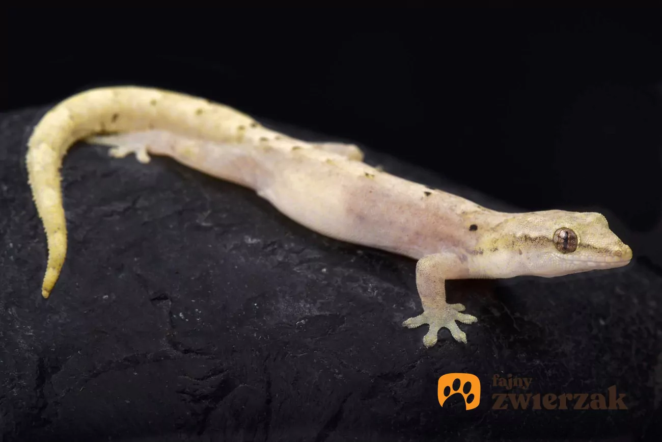 Gekon płaczący - opis, wymagania, żywienie, rozmnażanie