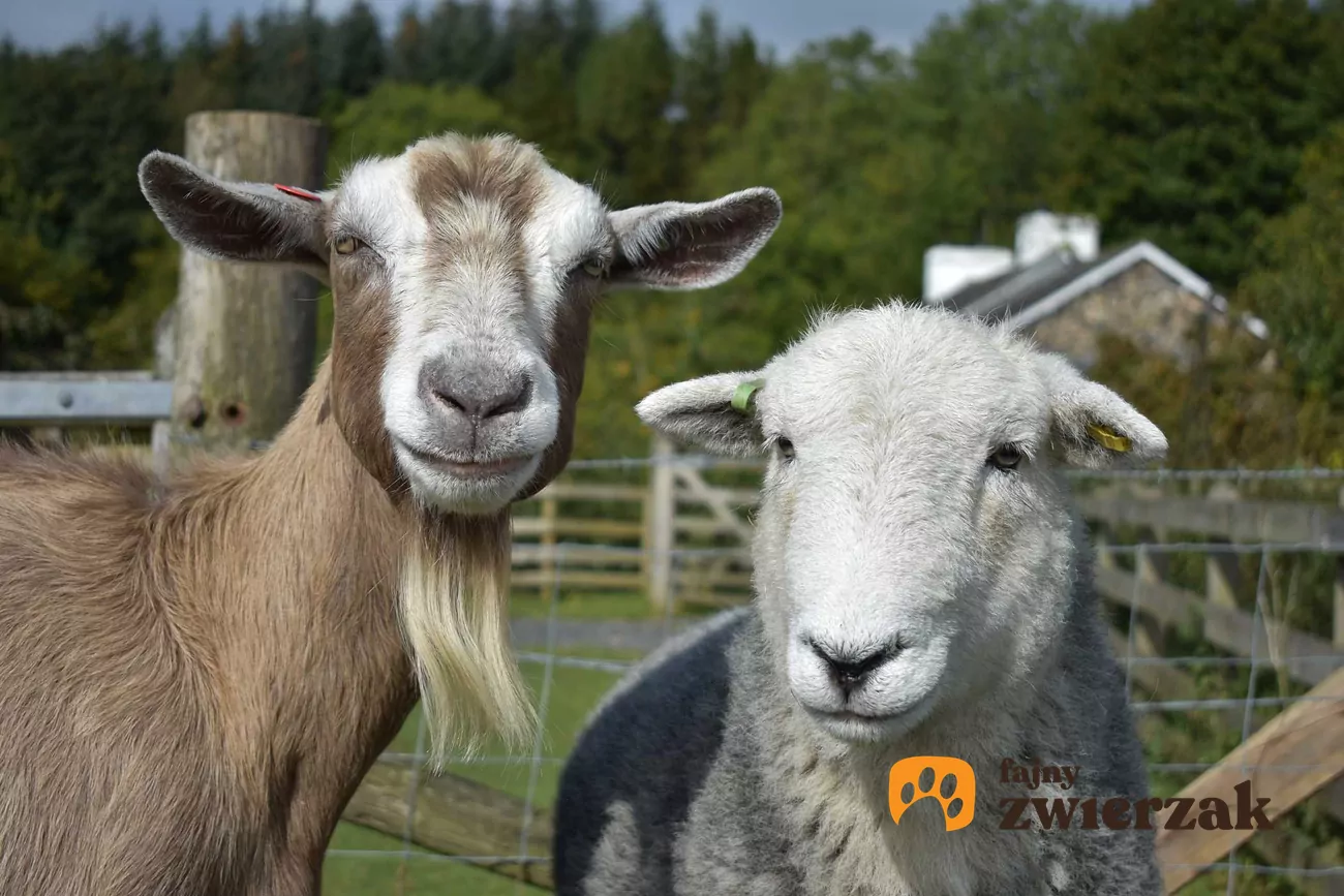 Bruceloza - objawy, źródło zakażenia, przebieg choroby, leczenie