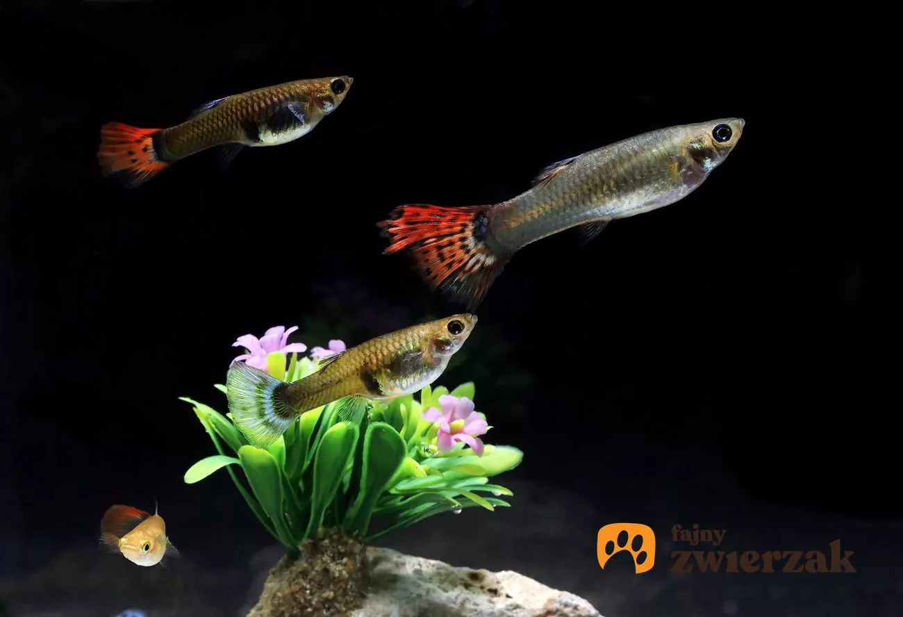 TOP 10 rybek akwariowych. Przedstawiamy najciekawsze rybki do akwarium