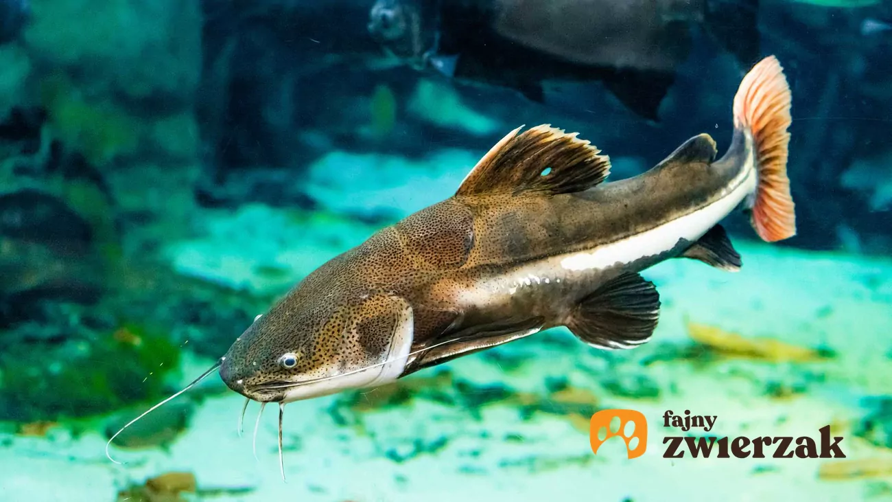 Sum akwariowy - opis, wymagania, hodowla, zdjęcia, porady