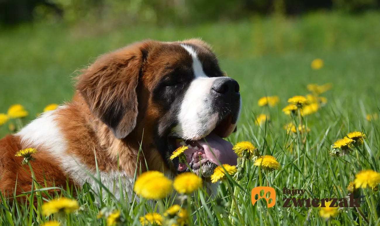 Bernardyn krótkowłosy i bernardyn długowłosy – opis, wymagania, opinie