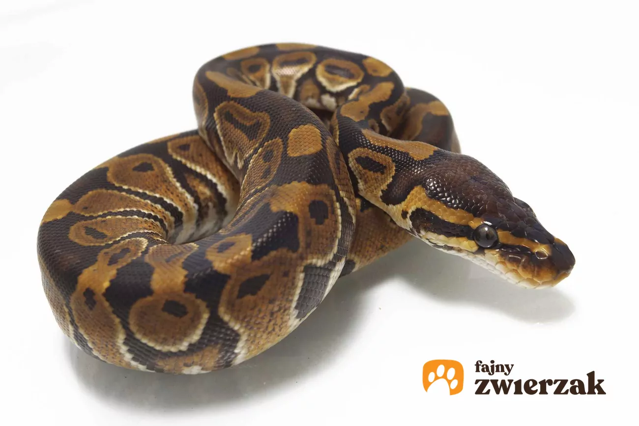 Pyton królewski - opis, występowanie, hodowla, cena, porady