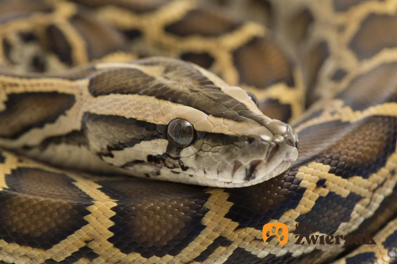 Pyton tygrysi - opis, występowanie, wymagania, hodowla, porady