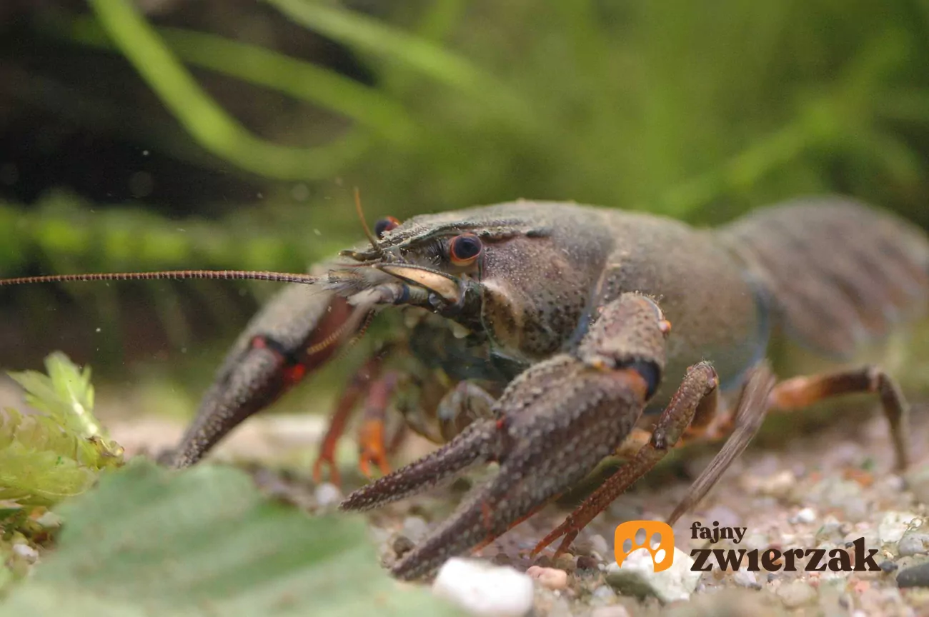 Rak szlachetny - występowanie, opis, zdjęcia, znaczenie w przyrodzie