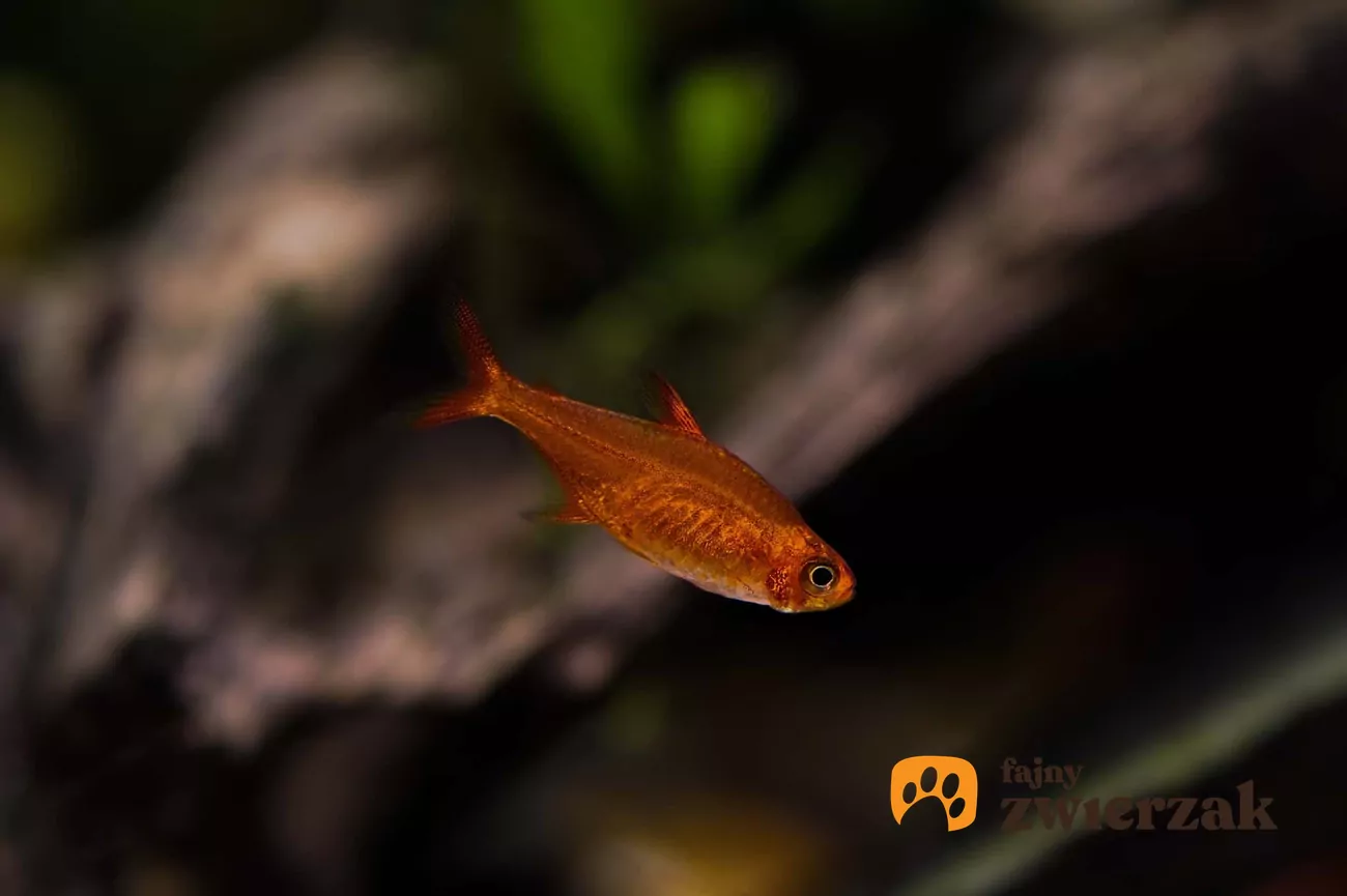 Bystrzyk Amandy - charakterystyka, wymagania, żywienie, rozmnażanie