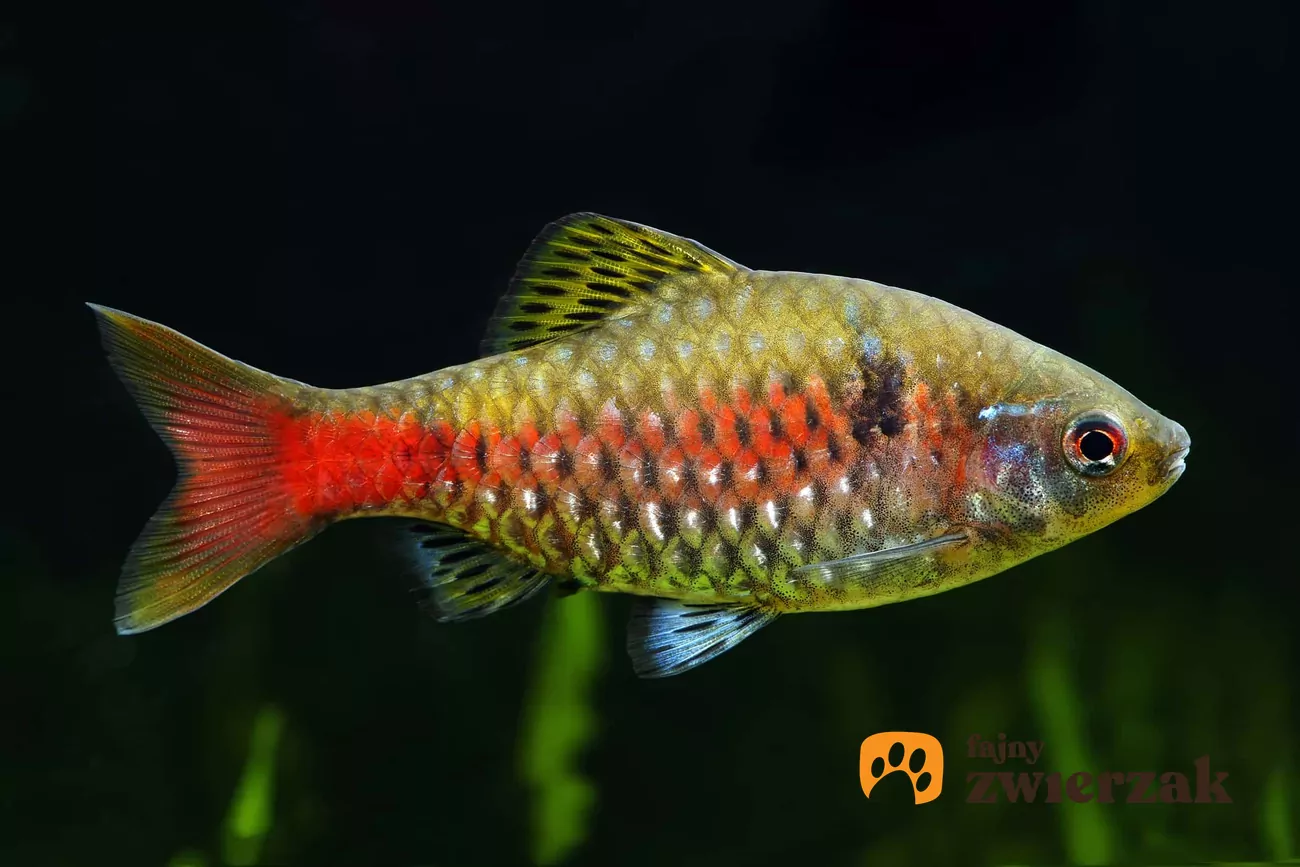 Brzanka odeska - opis, wymagania, rozmnażanie, opinie