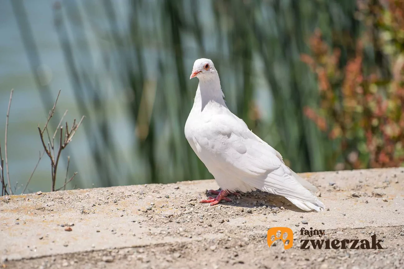 Gołębie ozdobne – gatunki, charakterystyka, zdjęcia, ceny, ciekawostki