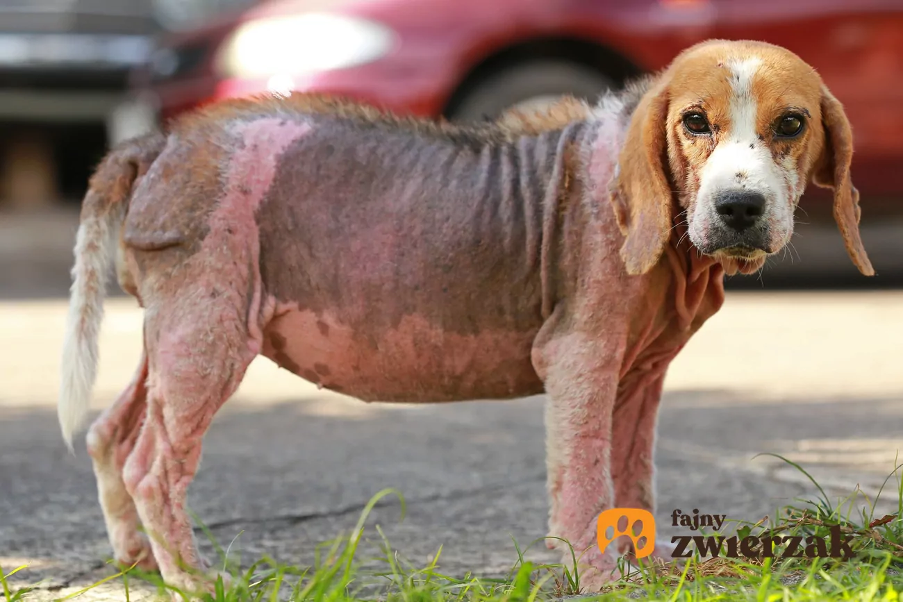 Nużeniec u psa - rozpoznanie, objawy, leczenie, zapobieganie