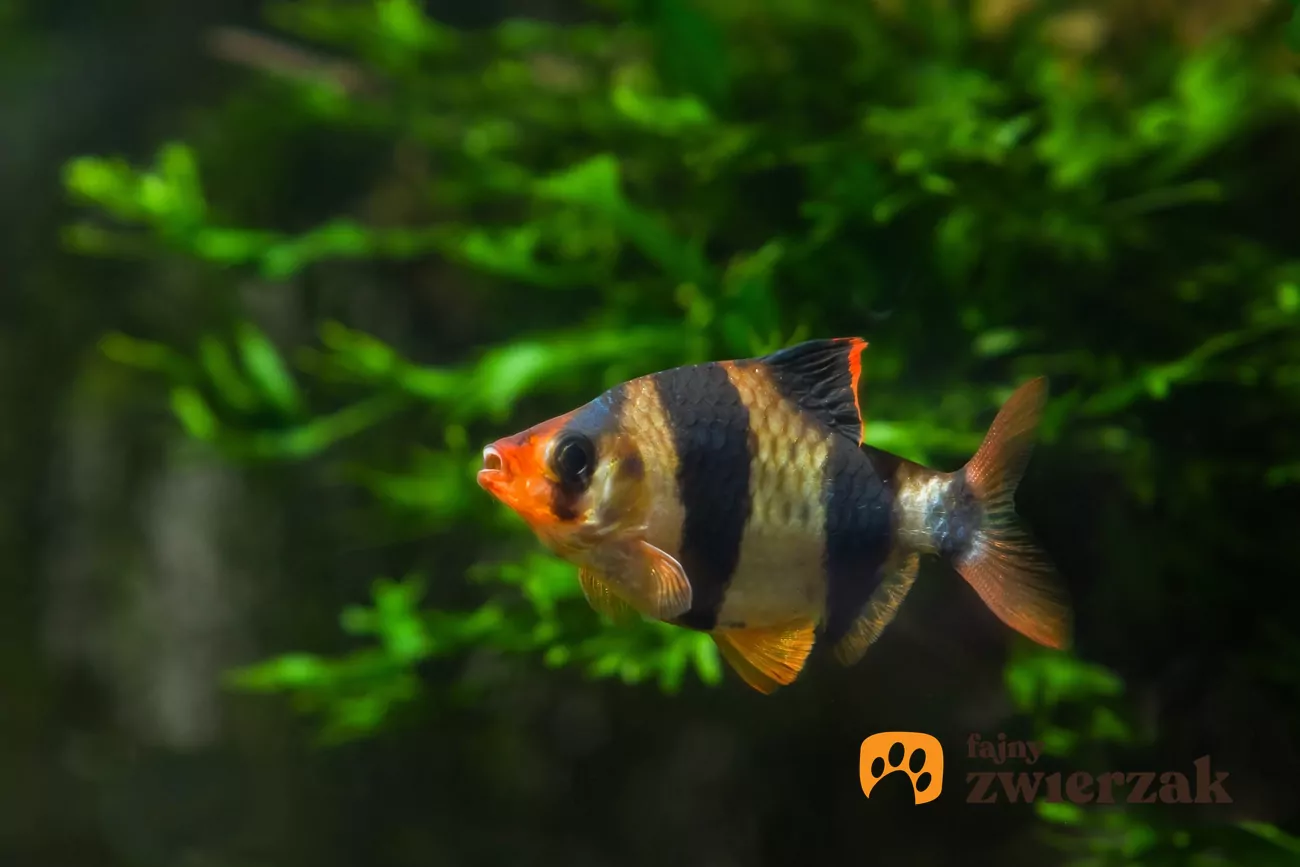 Brzanka sumatrzańska – opis, wymagania, usposobienie, porady