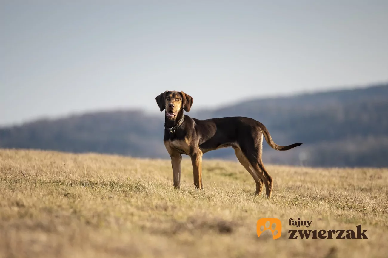 Greyster – pochodzenie, opis, wymagania, tresura, porady praktyczne