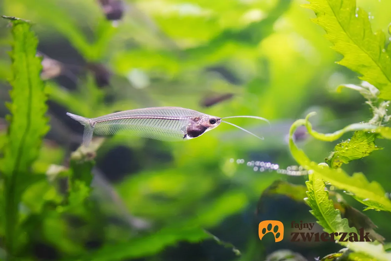 Sumik szklisty - charakterystyka, wymagania, żywienie, rozmnażanie