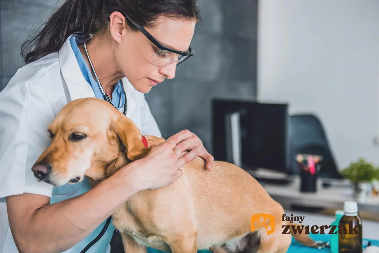 Dlaczego twój pies tak śmierdzi i saneczkuje po dywanie? Jest jeden winny