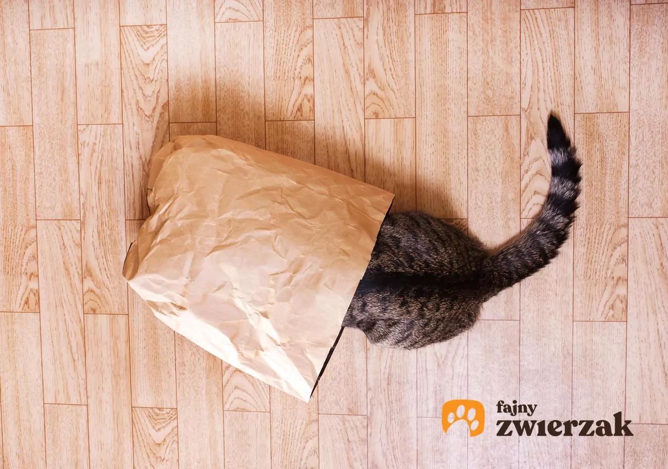 Twój kot wysyła ci sygnały ogonem. Większość ludzi ich nie rozumie