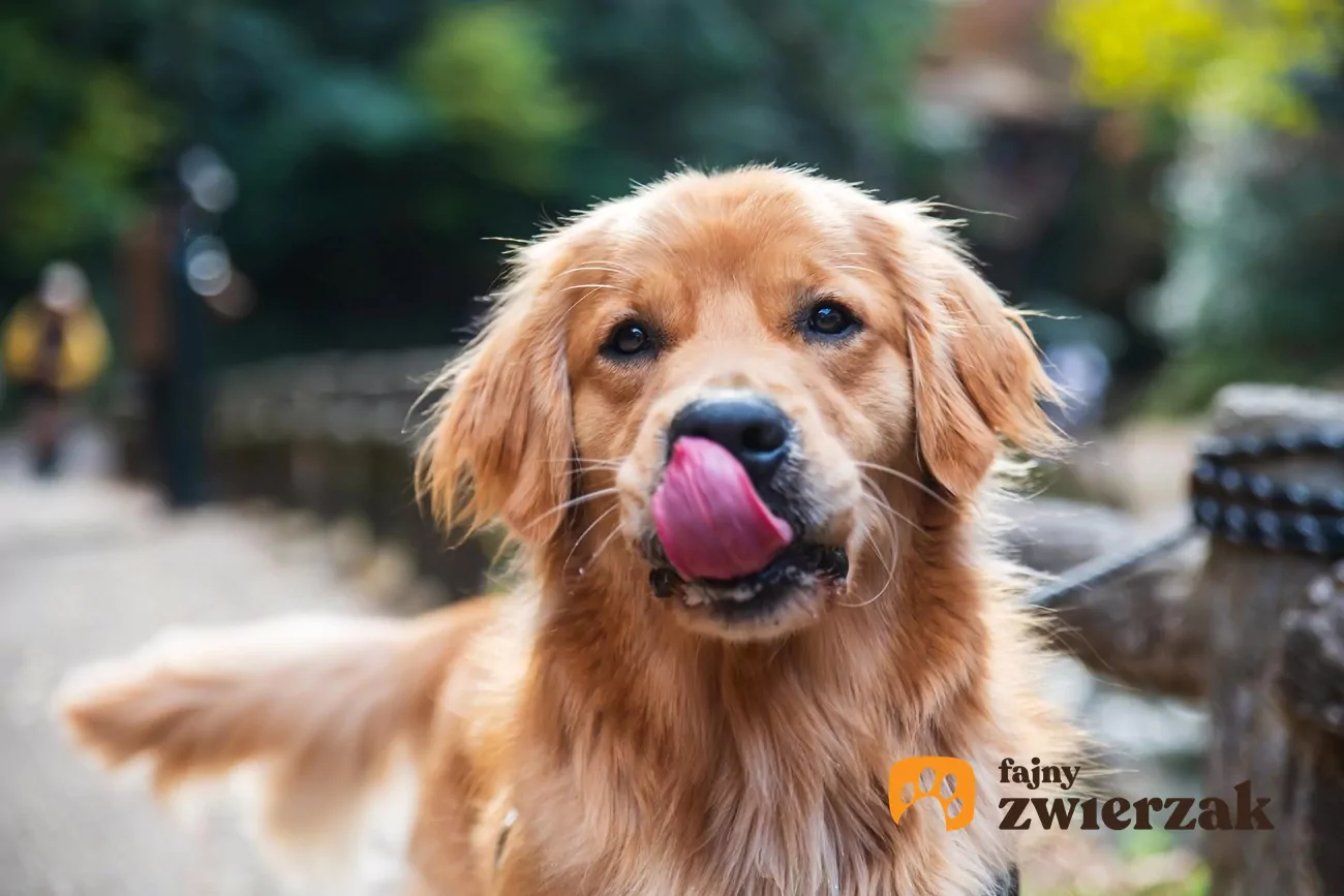 9 gestów psa, które mówią: „Nie chcę walczyć”. Naucz się je czytać