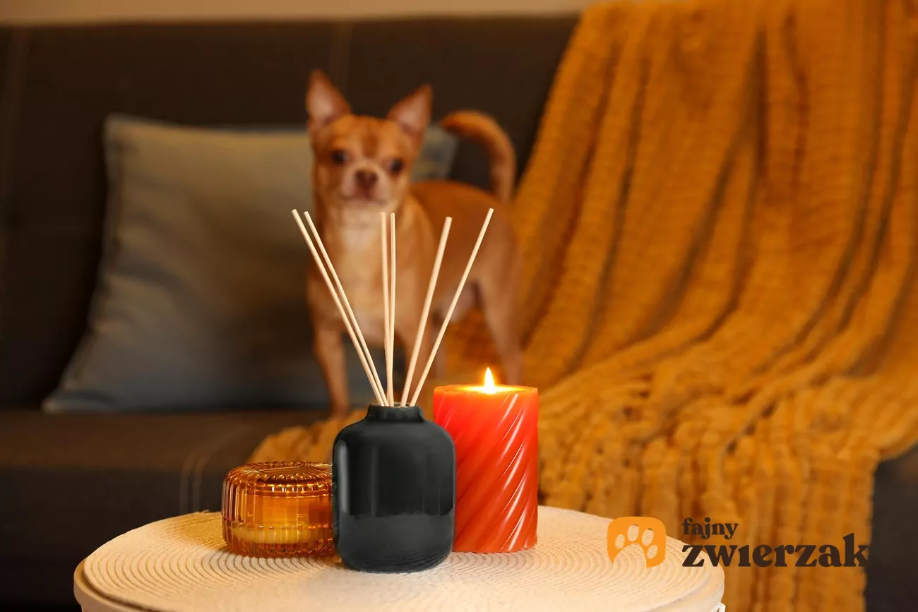 Dyfuzory to przekleństwo dla zwierząt. To, co ładnie pachnie ludziom ...