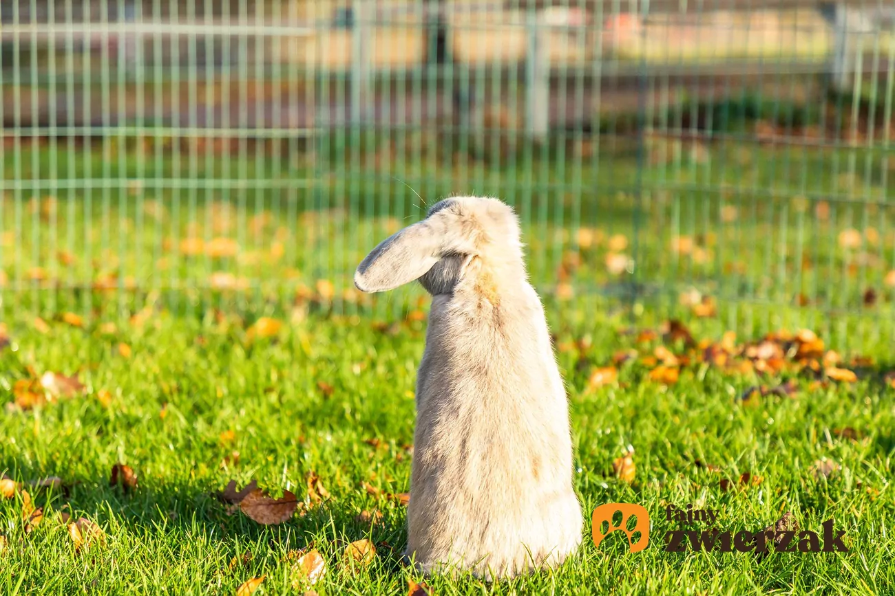 To jedne z najbardziej wrażliwych pupili. Pogoda może być dla nich ...