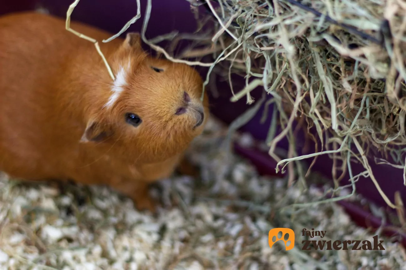 Dieta wrażliwca: jak karmić świnkę morską z delikatnym żołądkiem