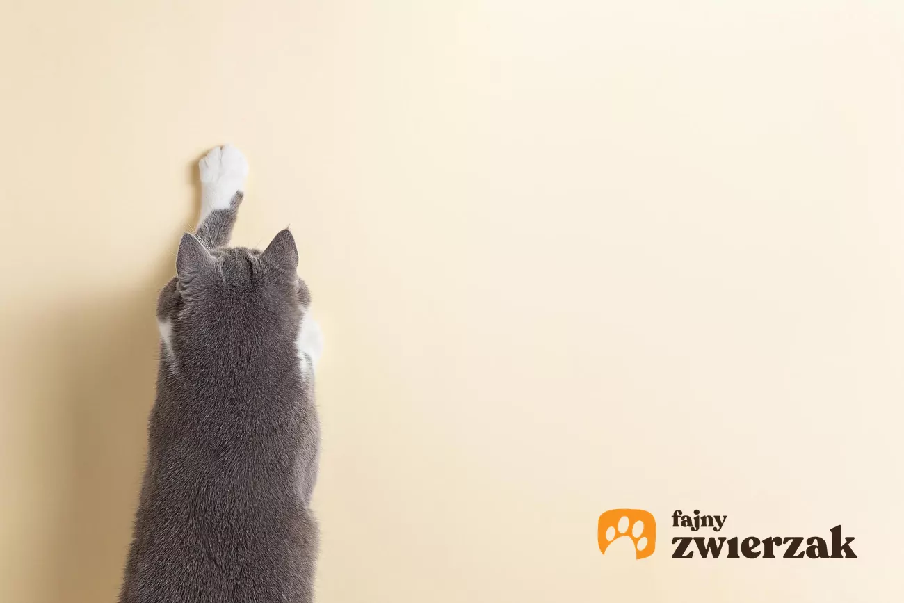 Kot rozkłada łapy na ścianie? To ważny rytuał