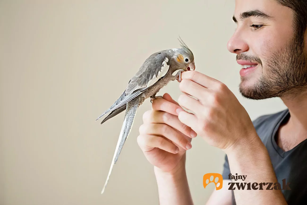 Papugi są mądrzejsze, niż myślisz. Tak reagują na imię