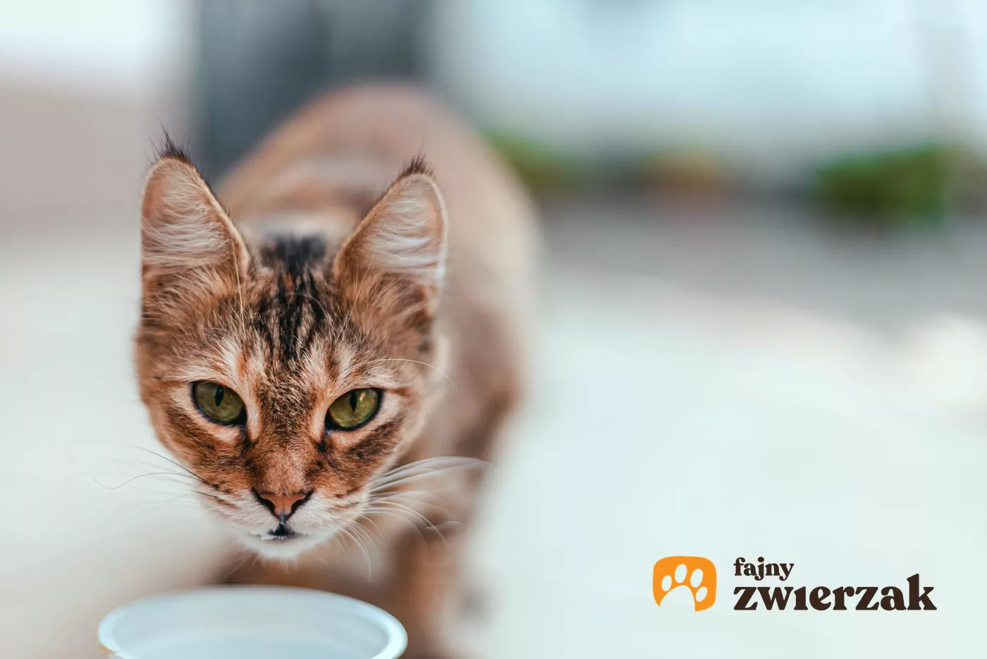 Dlaczego kot "zakopuje" niedojedzony posiłek? Za tym nawykiem kryje się ...