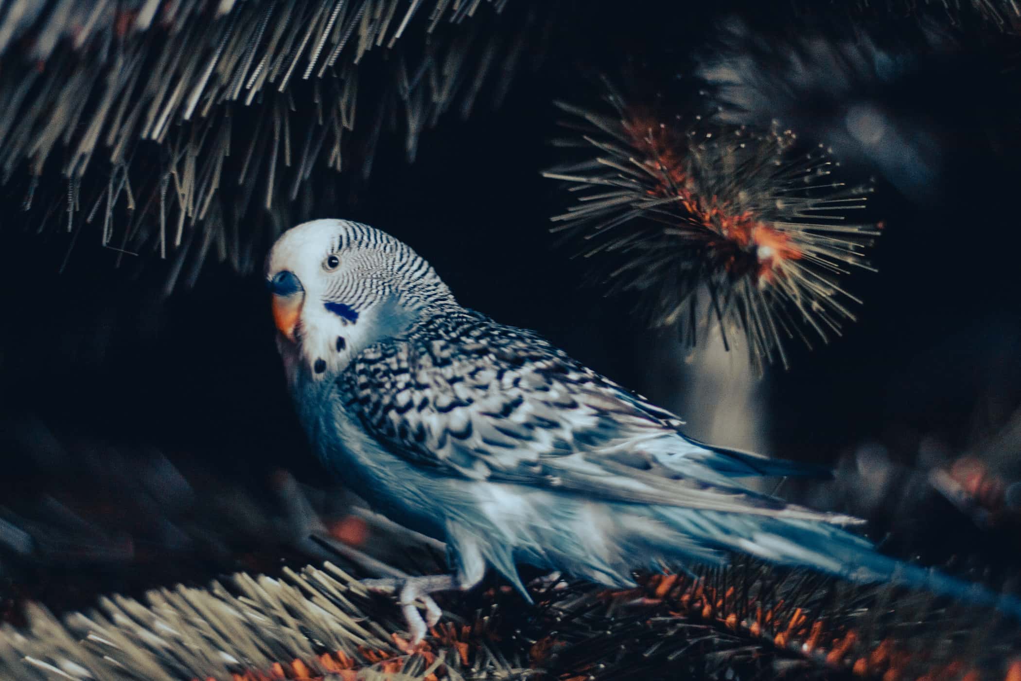 TOP 4 najpopularniejsze papugi domowe. Te ptaki wybiera się najczęściej