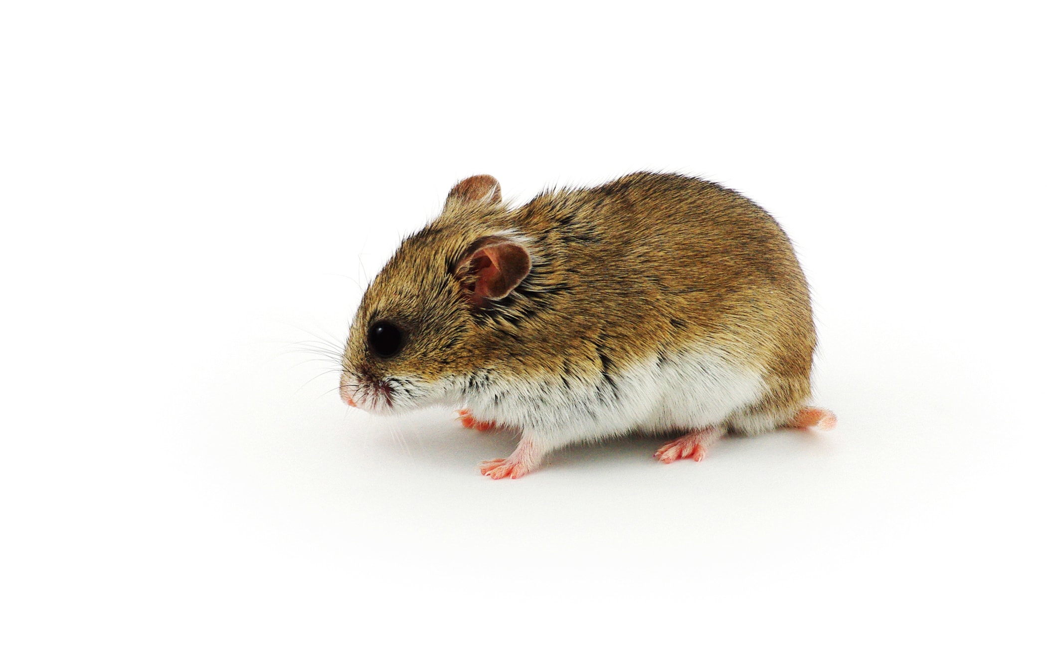 Chomik chiński - charakterystyka, żywienie, wymagania, opinie