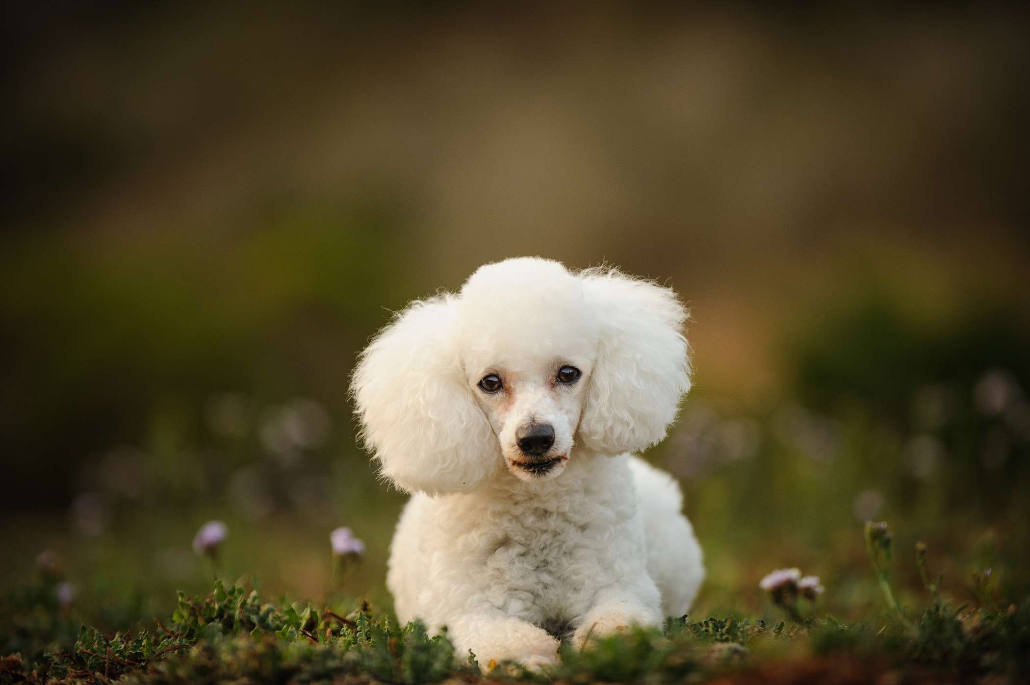 Zdjęcia pudla toy - 10 fotografii