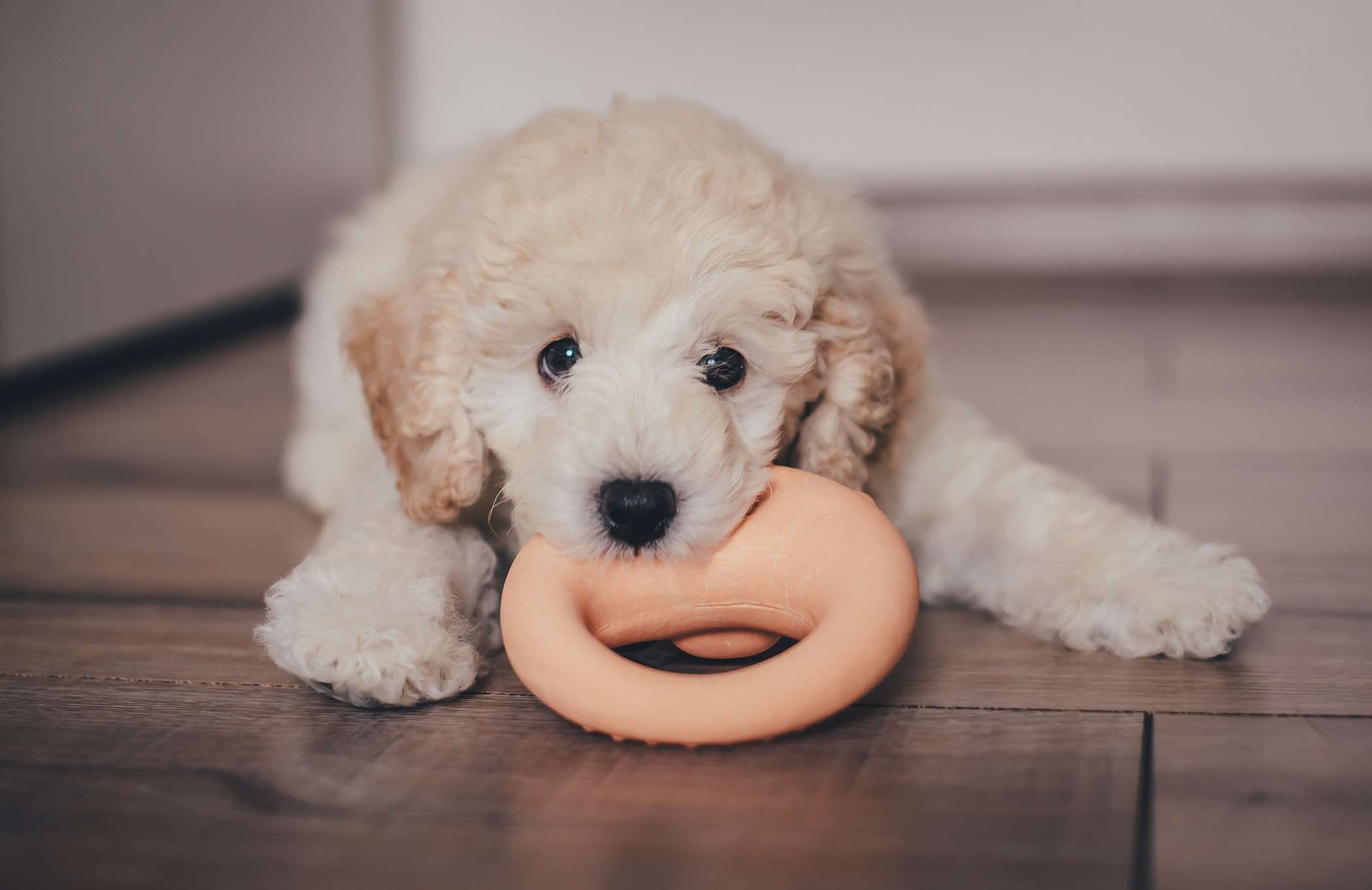 Zdjęcia pudla toy - 10 fotografii