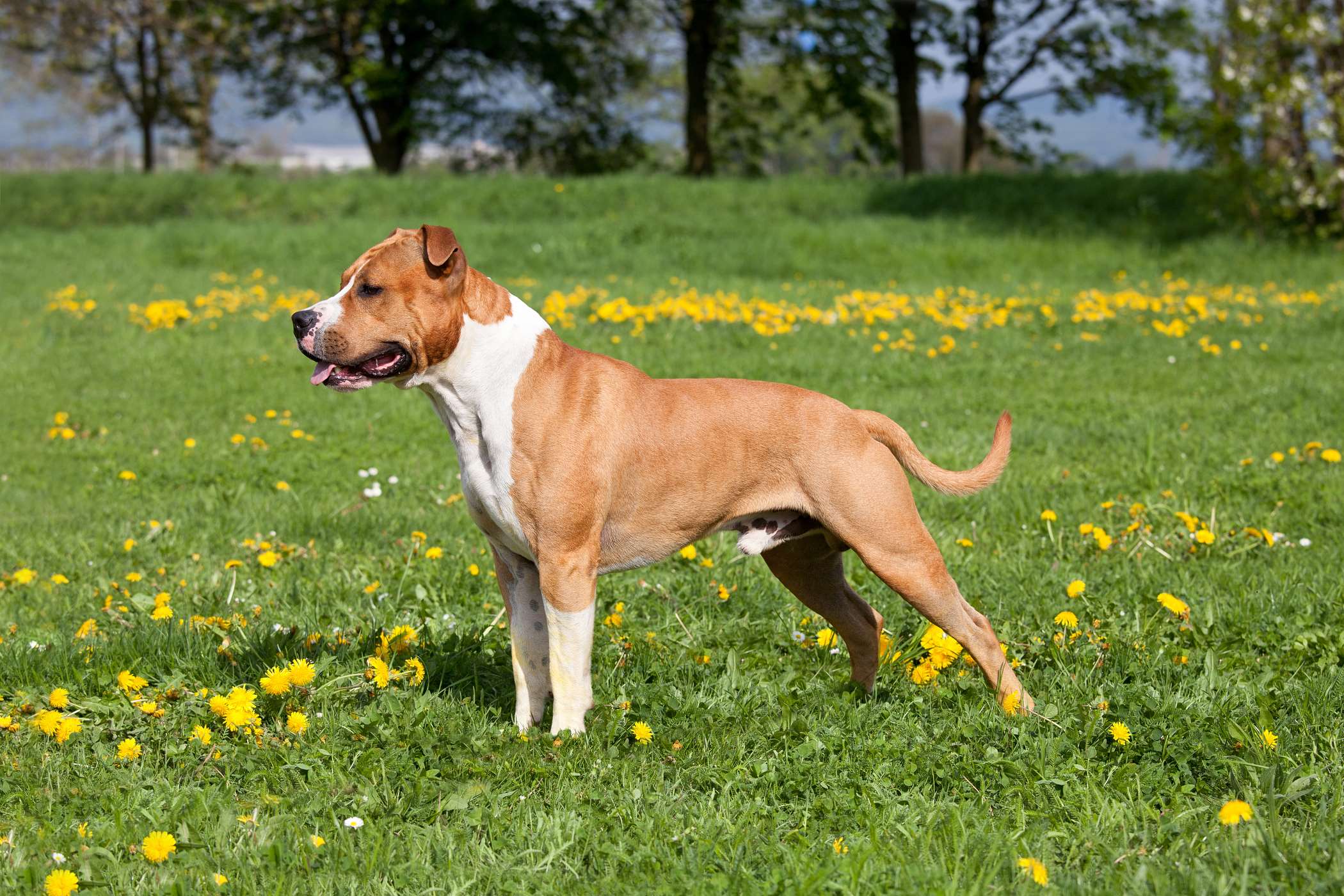Zdjęcia staffordshire bull terriera - 10 fotografii
