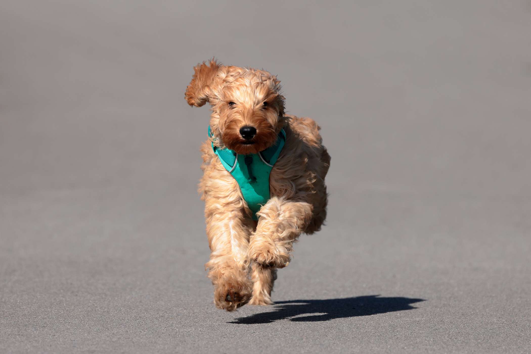 Zdjęcia cockapoo - 10 fotografii