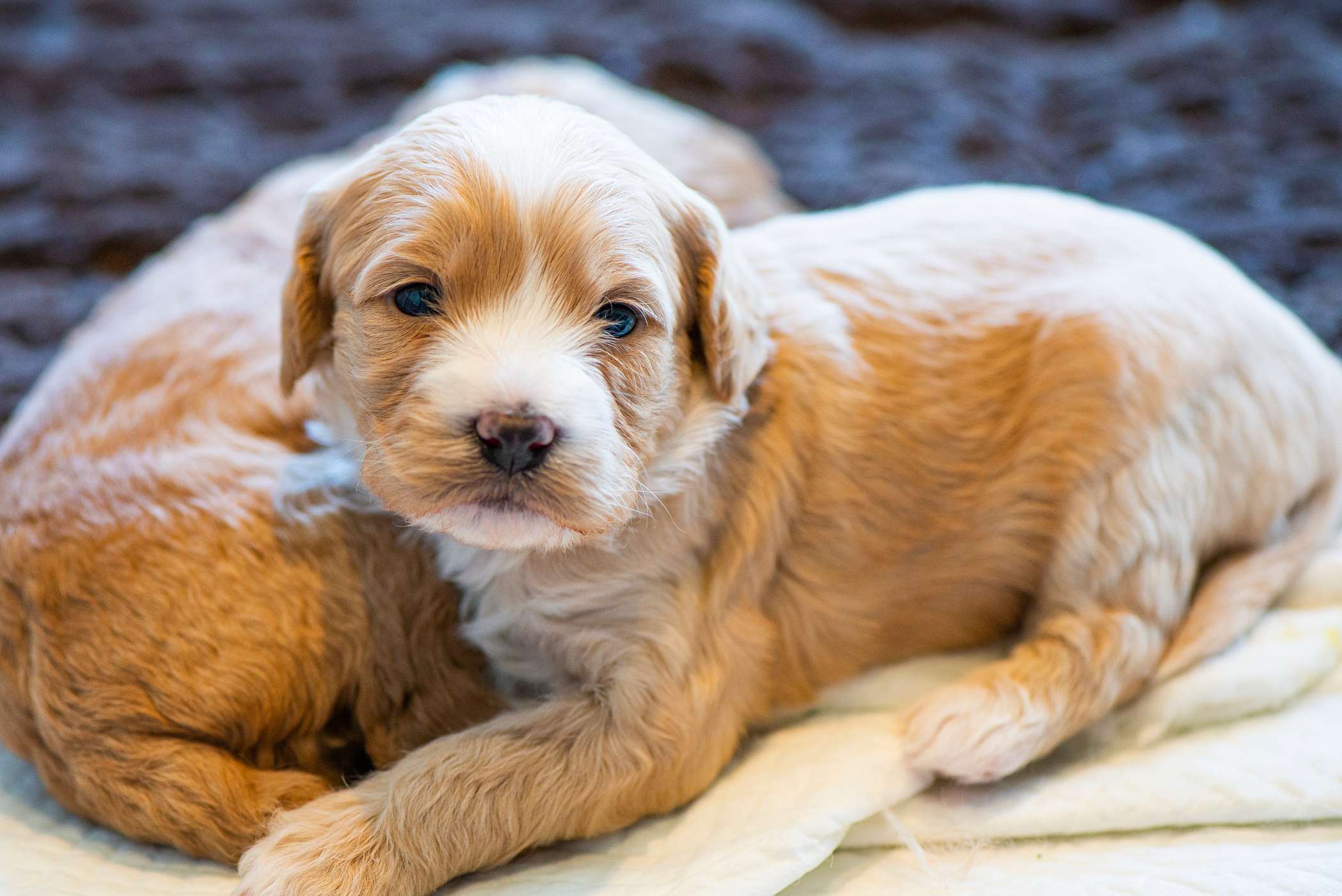 Zdjęcia cockapoo - 10 fotografii