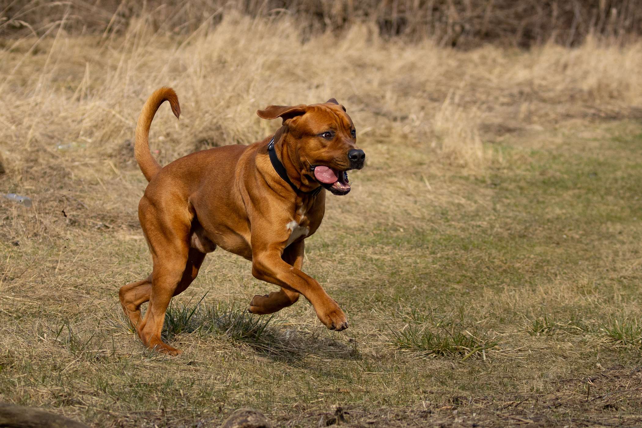 Zdjęcia tosa inu - 10 fotografii