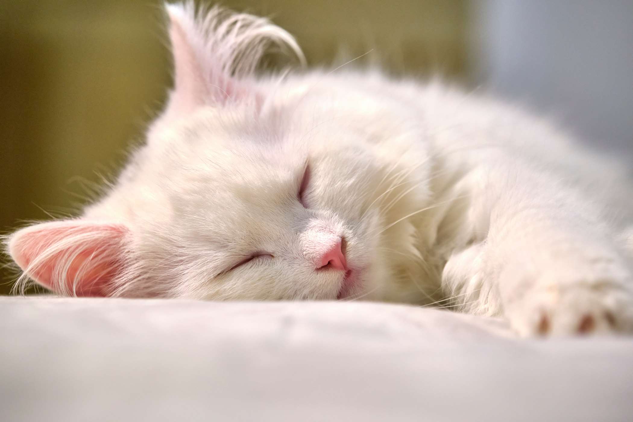 Zdjęcia angory tureckiej - 10 fotografii