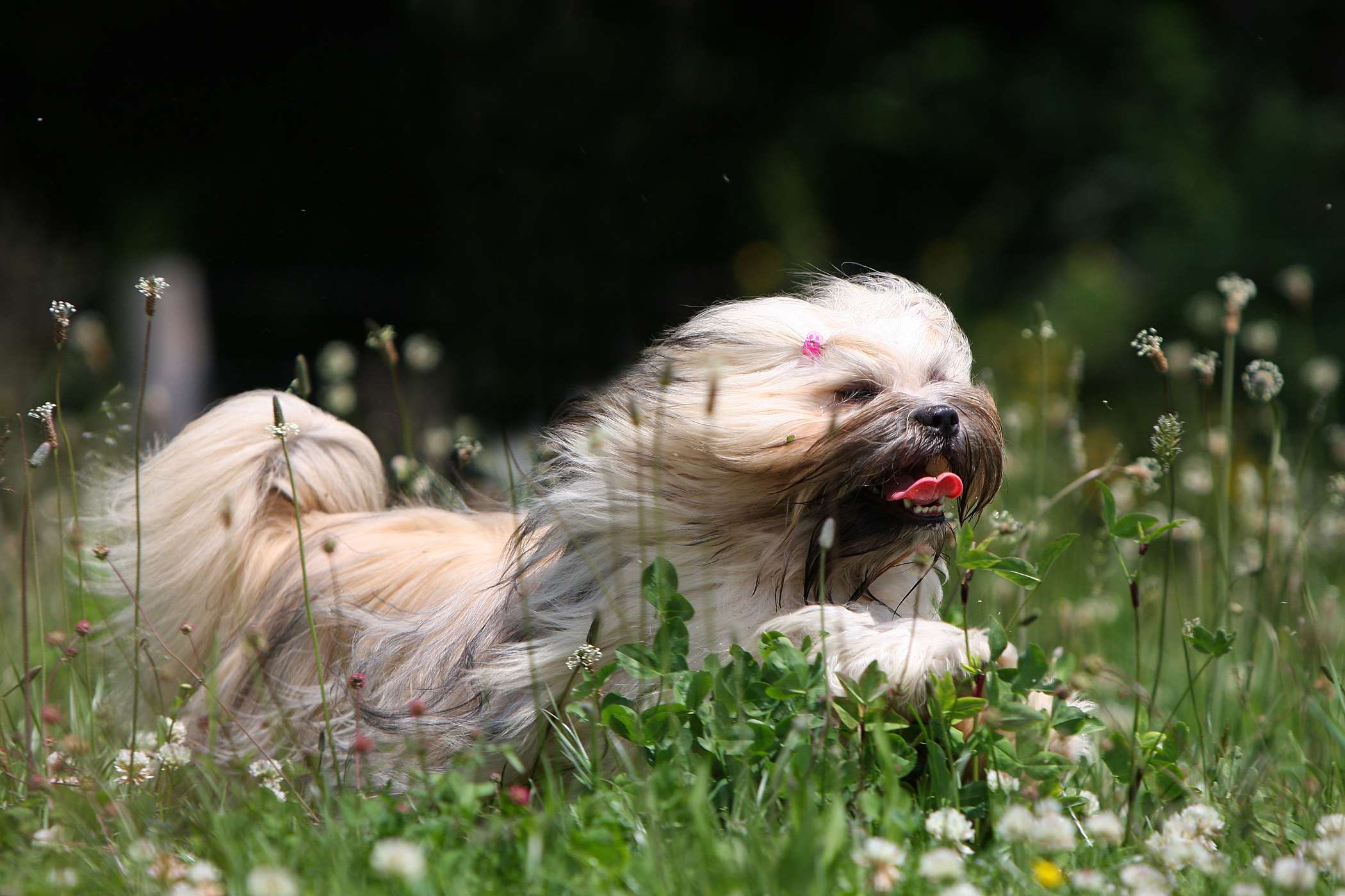 Zdjęcia lhasa apso - 10 fotografii