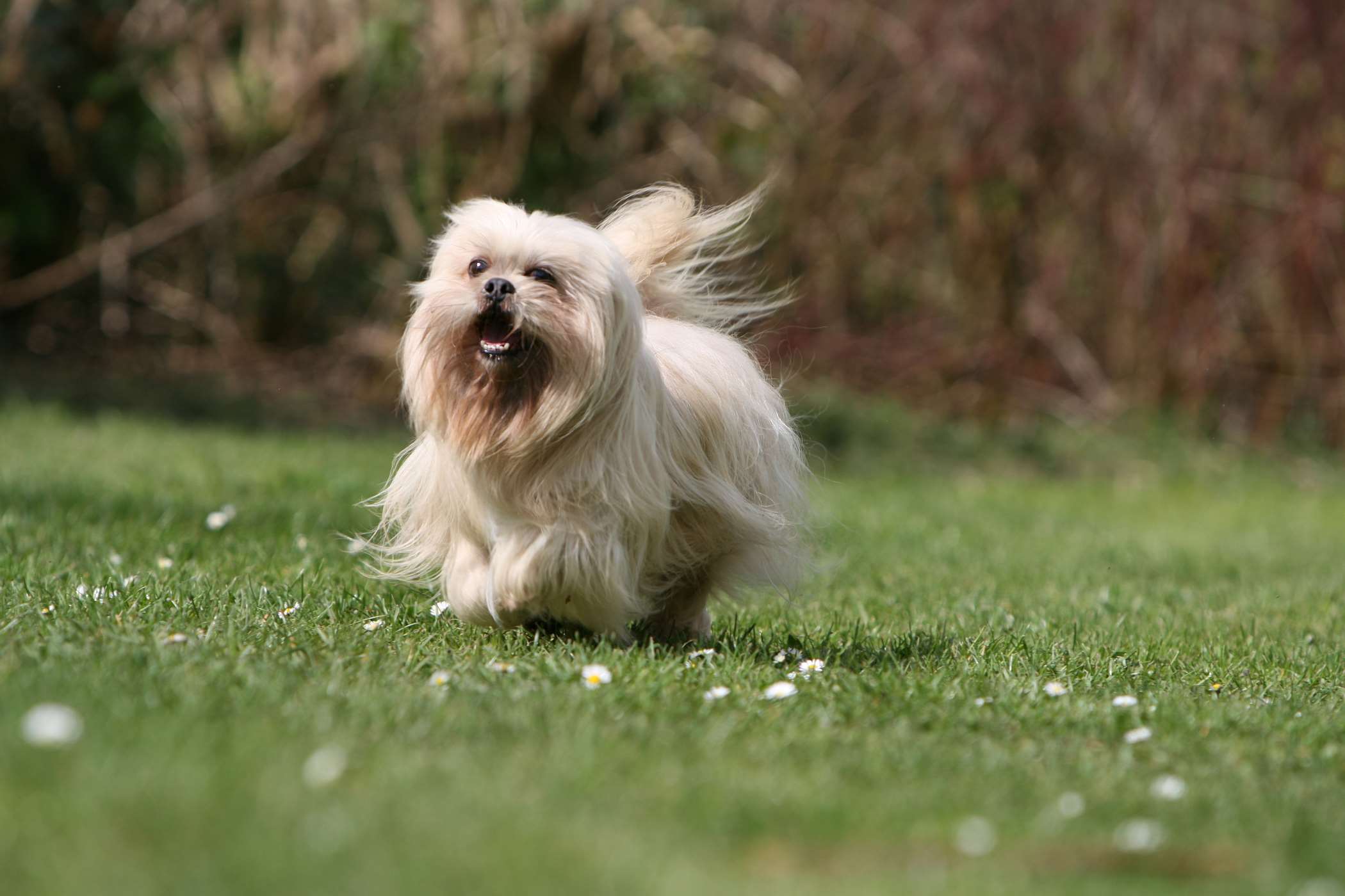 Zdjęcia lhasa apso - 10 fotografii
