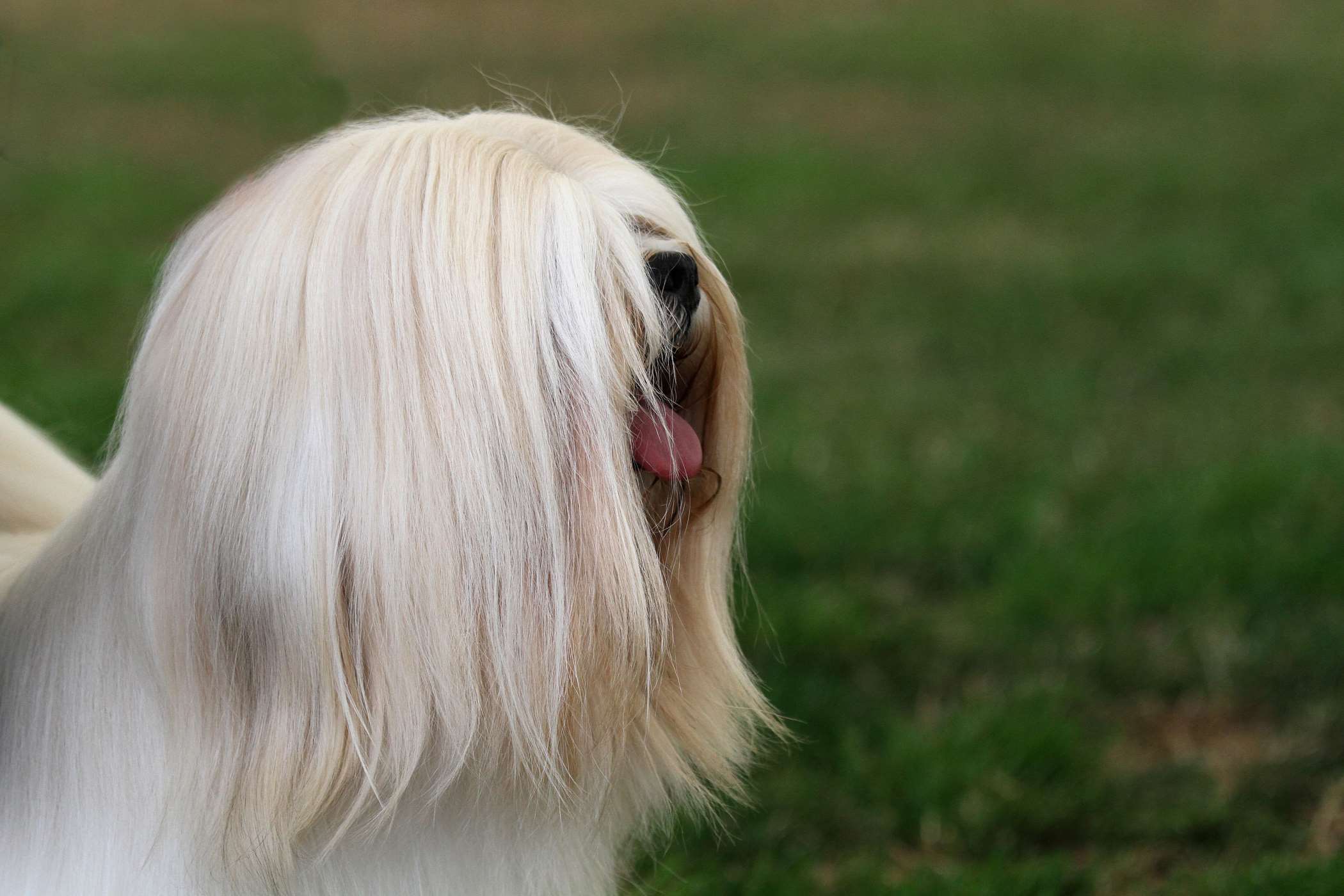 Zdjęcia lhasa apso - 10 fotografii