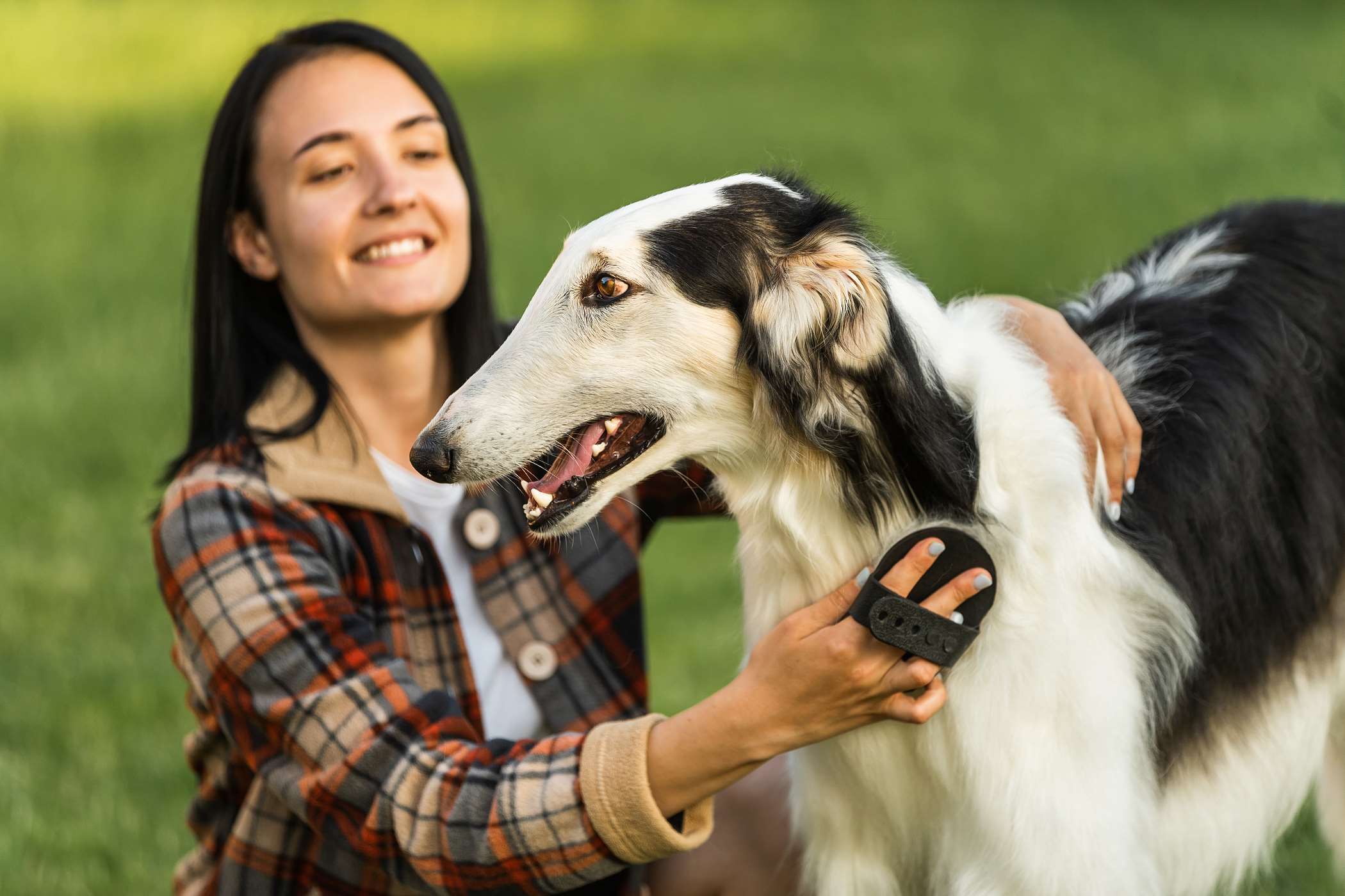 Zdjęcia borzoj - 10 fotografii