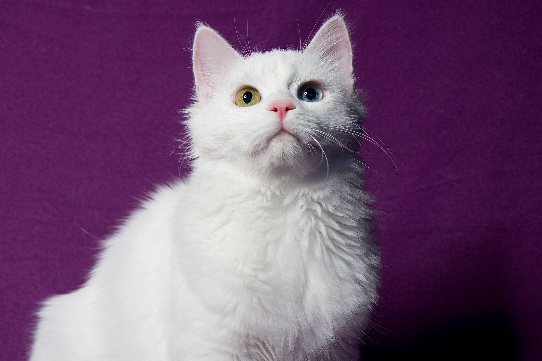 Zdjęcia tureckiego vana - 10 fotografii