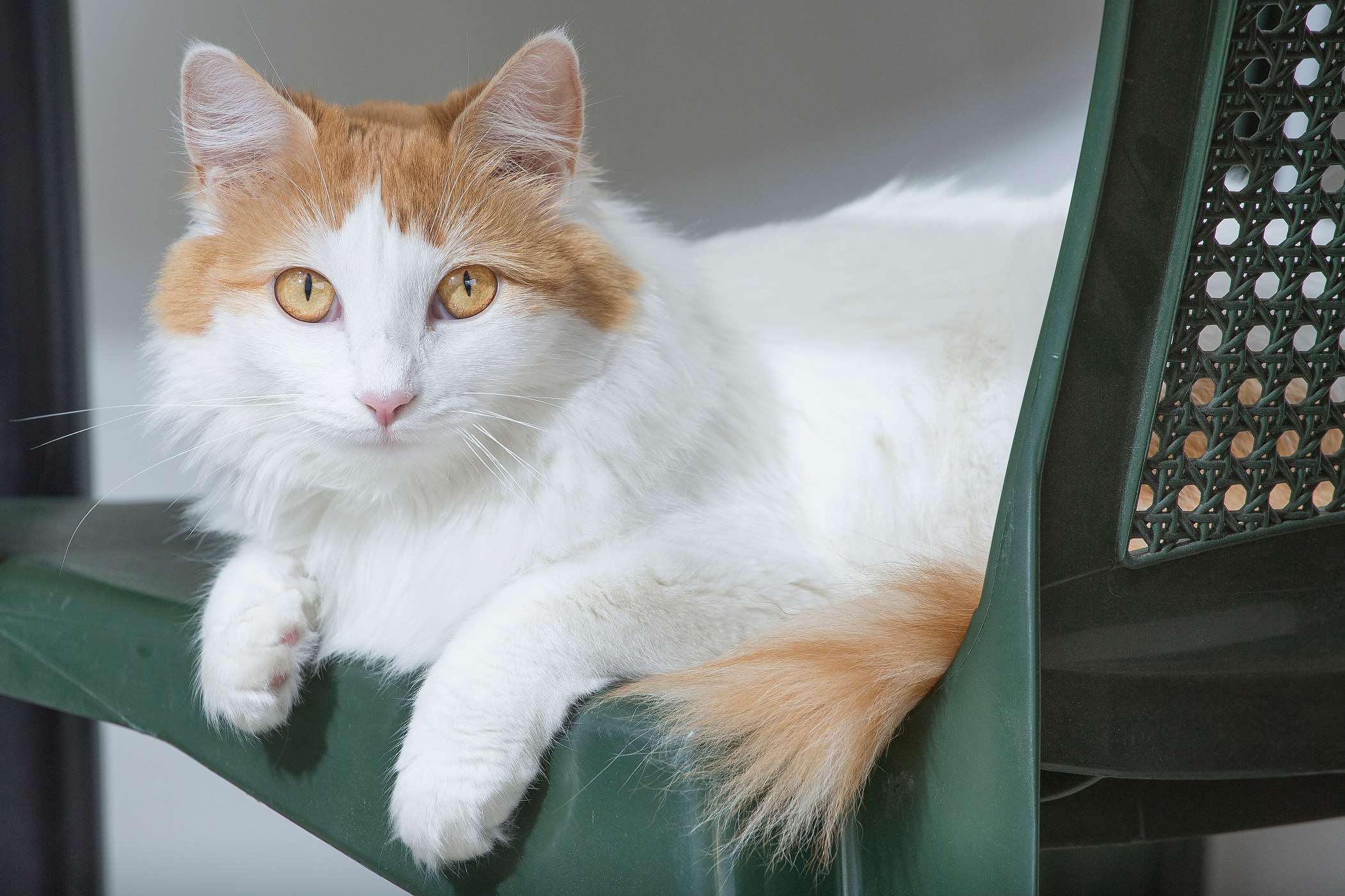 Zdjęcia tureckiego vana - 10 fotografii