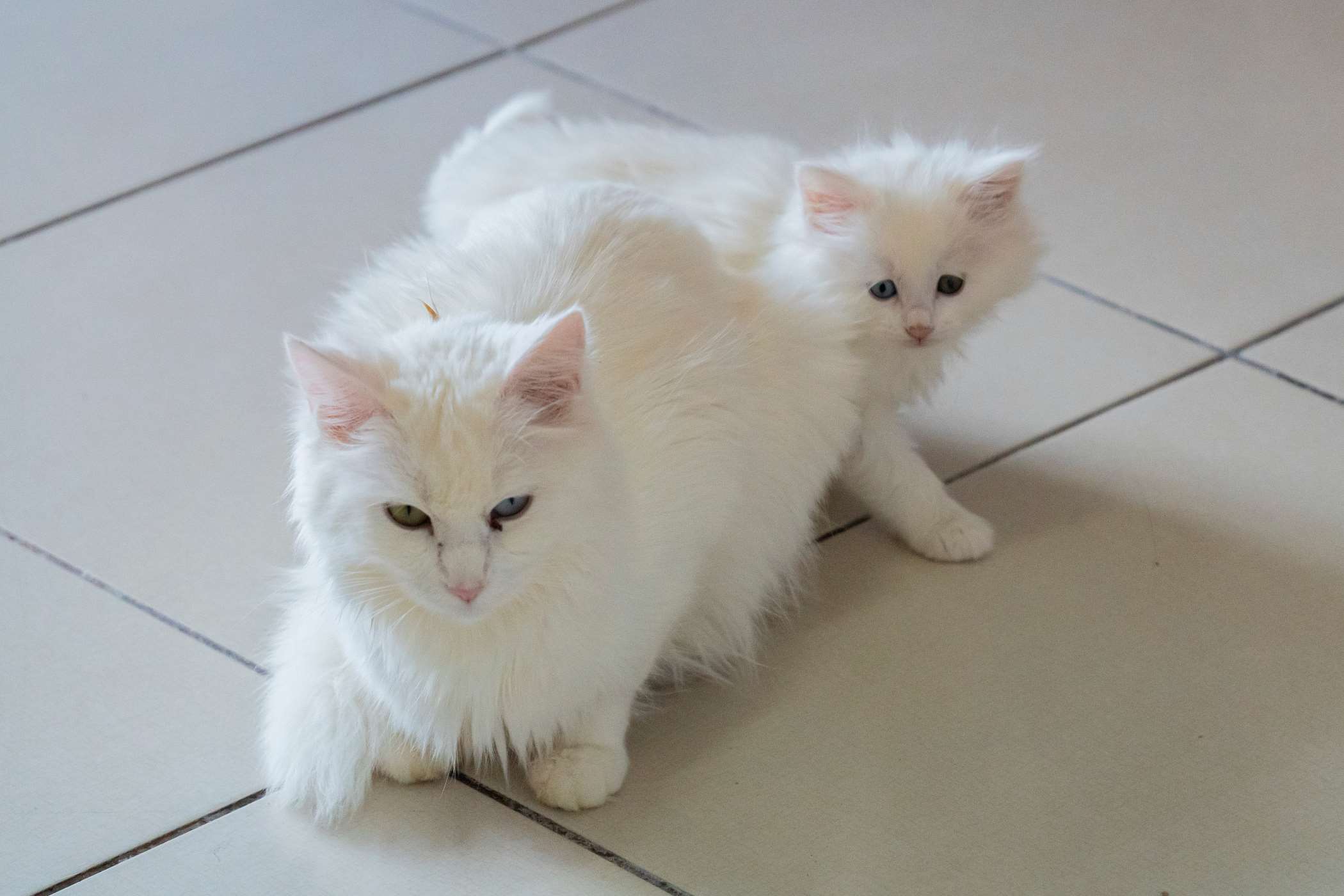 Zdjęcia tureckiego vana - 10 fotografii