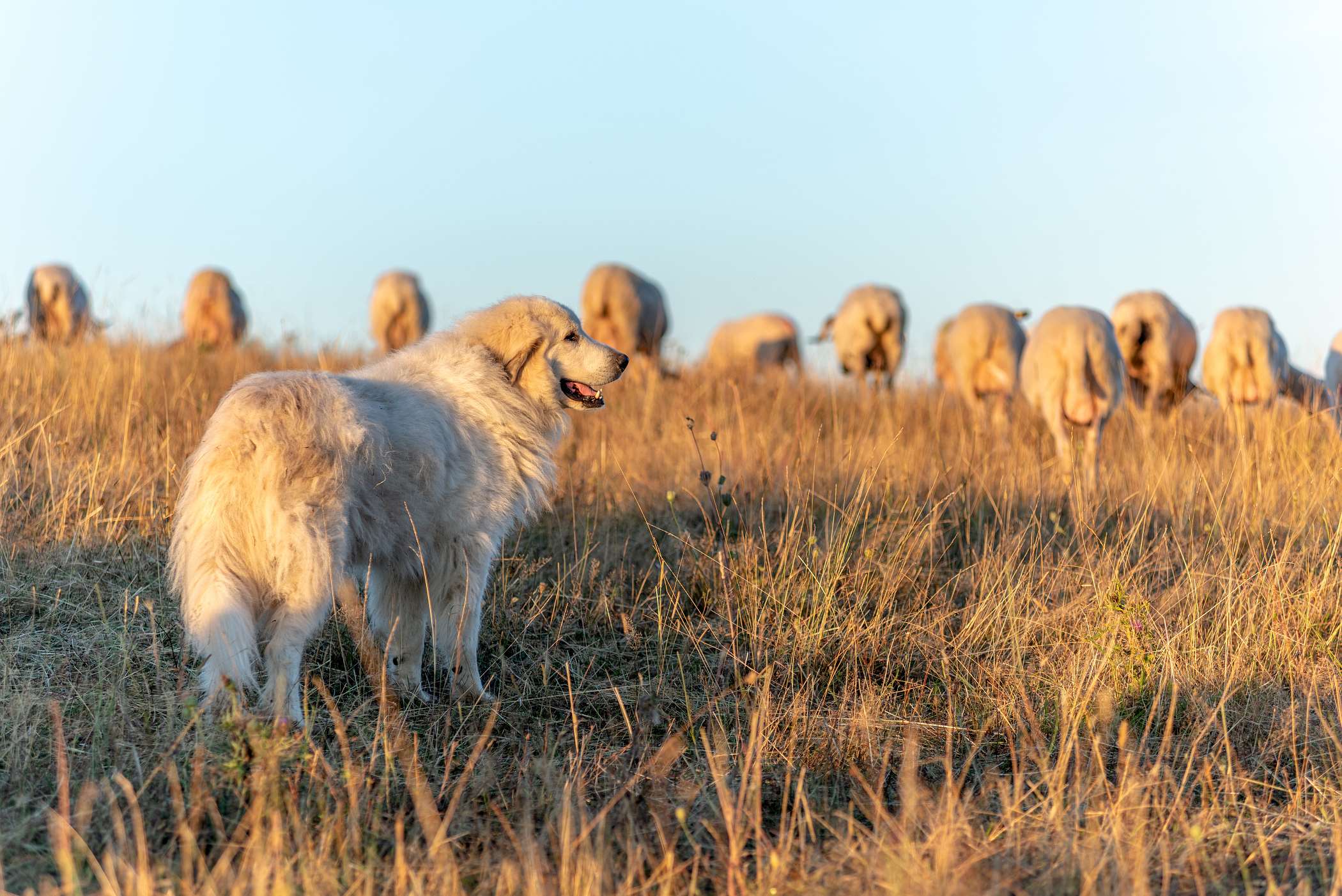 Zdjęcia pirenejskiego psa górskiego - 10 fotografii