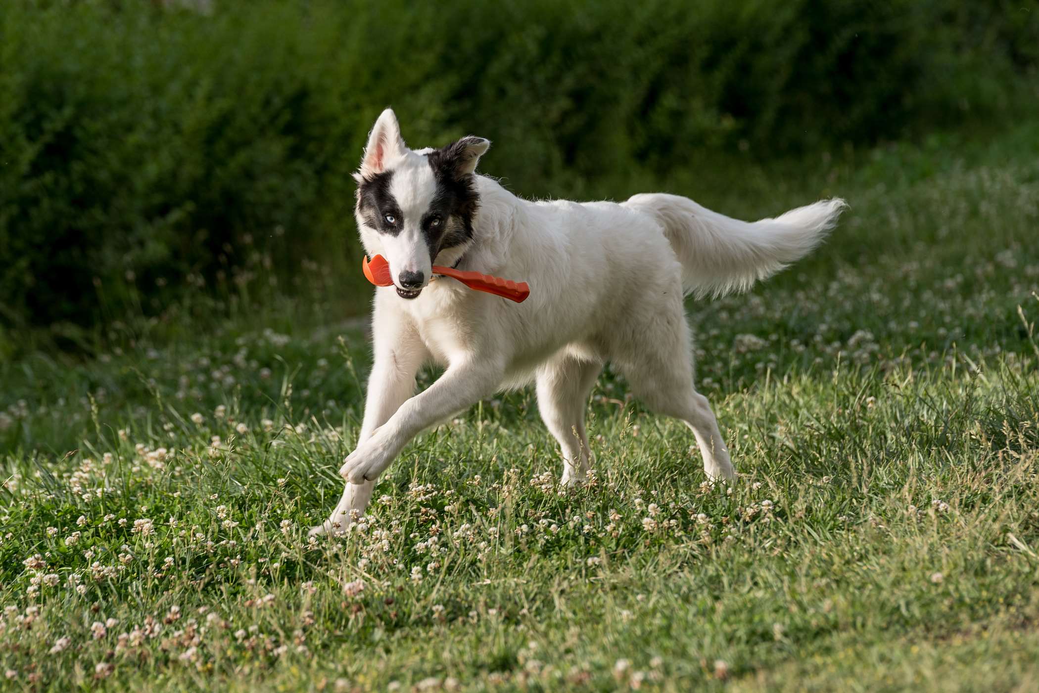 Zdjęcia łajka jakucka - 10 fotografii