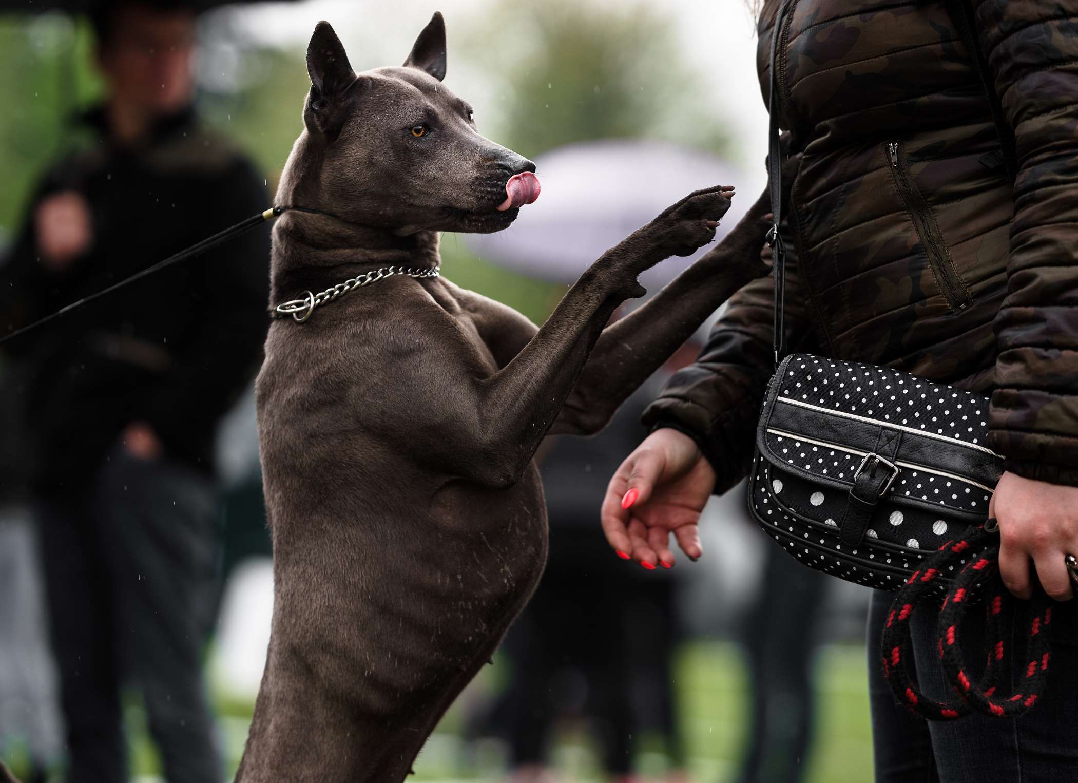 Zdjęcia thai ridgeback - 10 fotografii