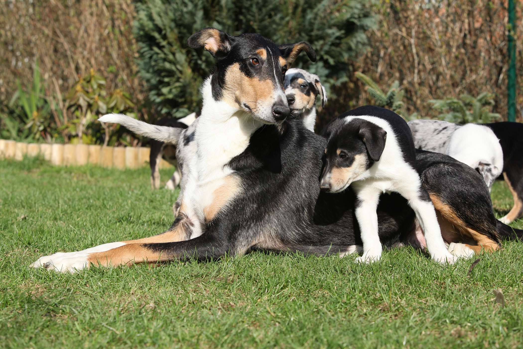 Zdjęcia owczarka szkockiego krótkowłosego - 10 fotografii