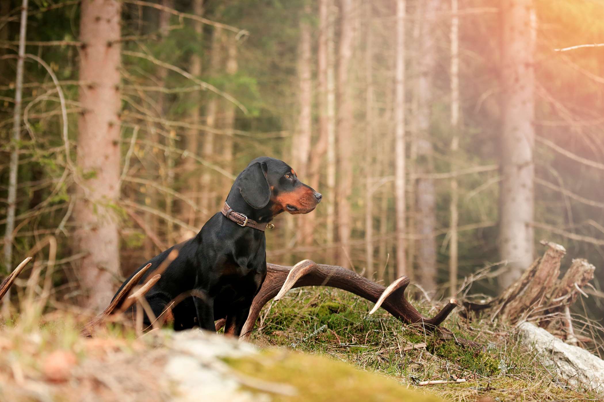Zdjęcia gończego słowackiego - 7 fotografii
