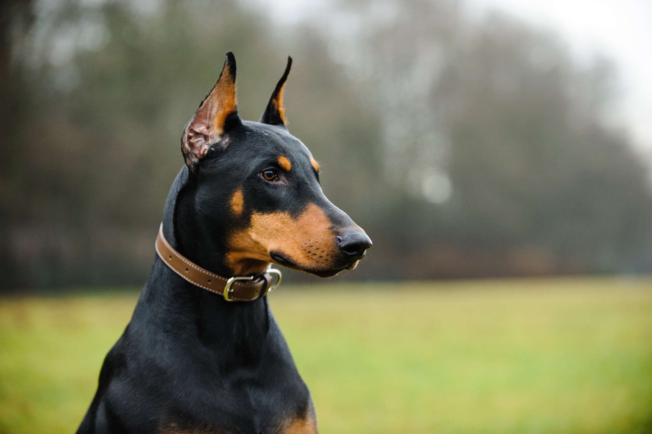 Zdjęcia dobermana - 10 fotografii