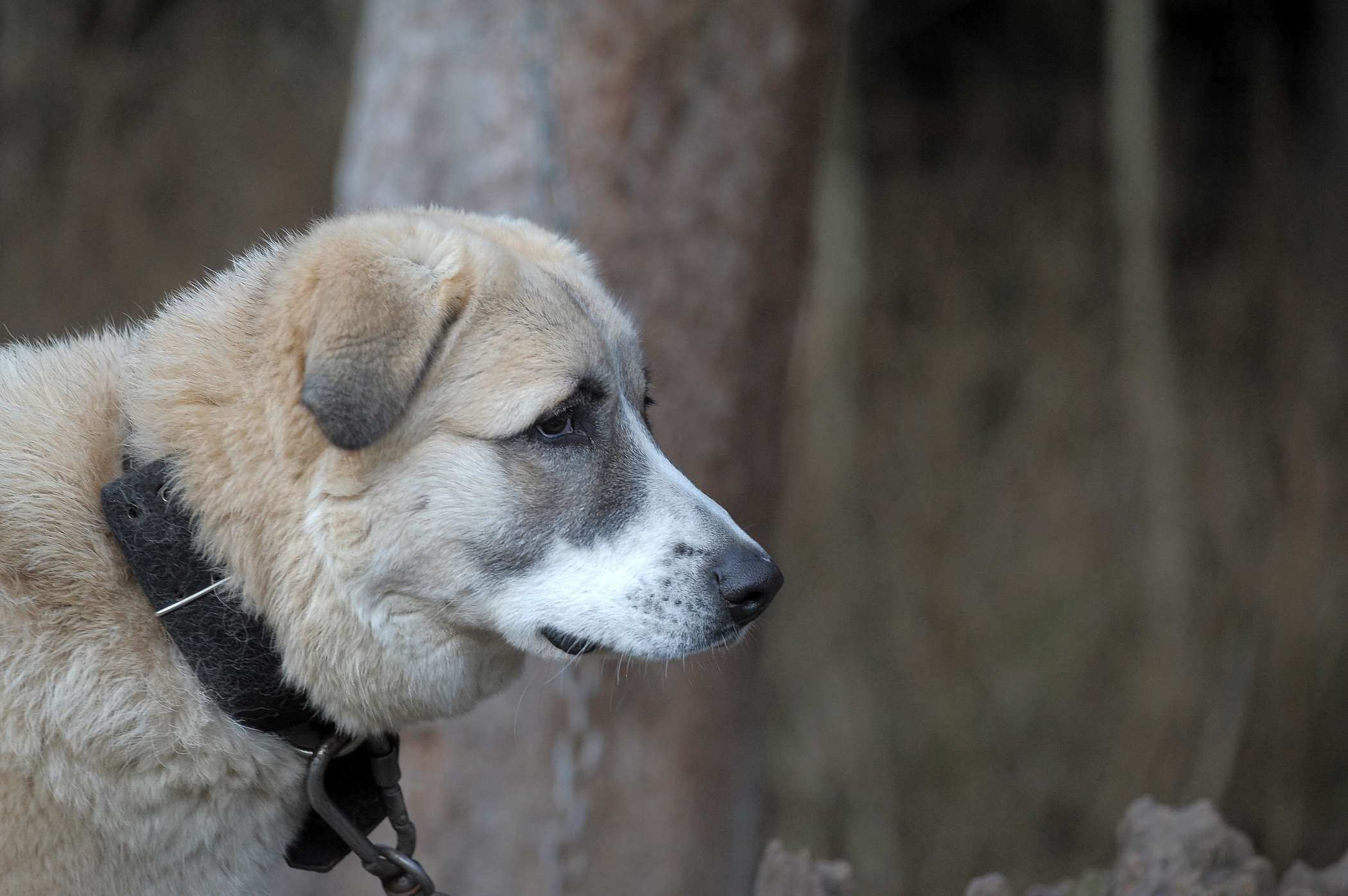 Zdjęcia anatolian karabash - 7 fotografii