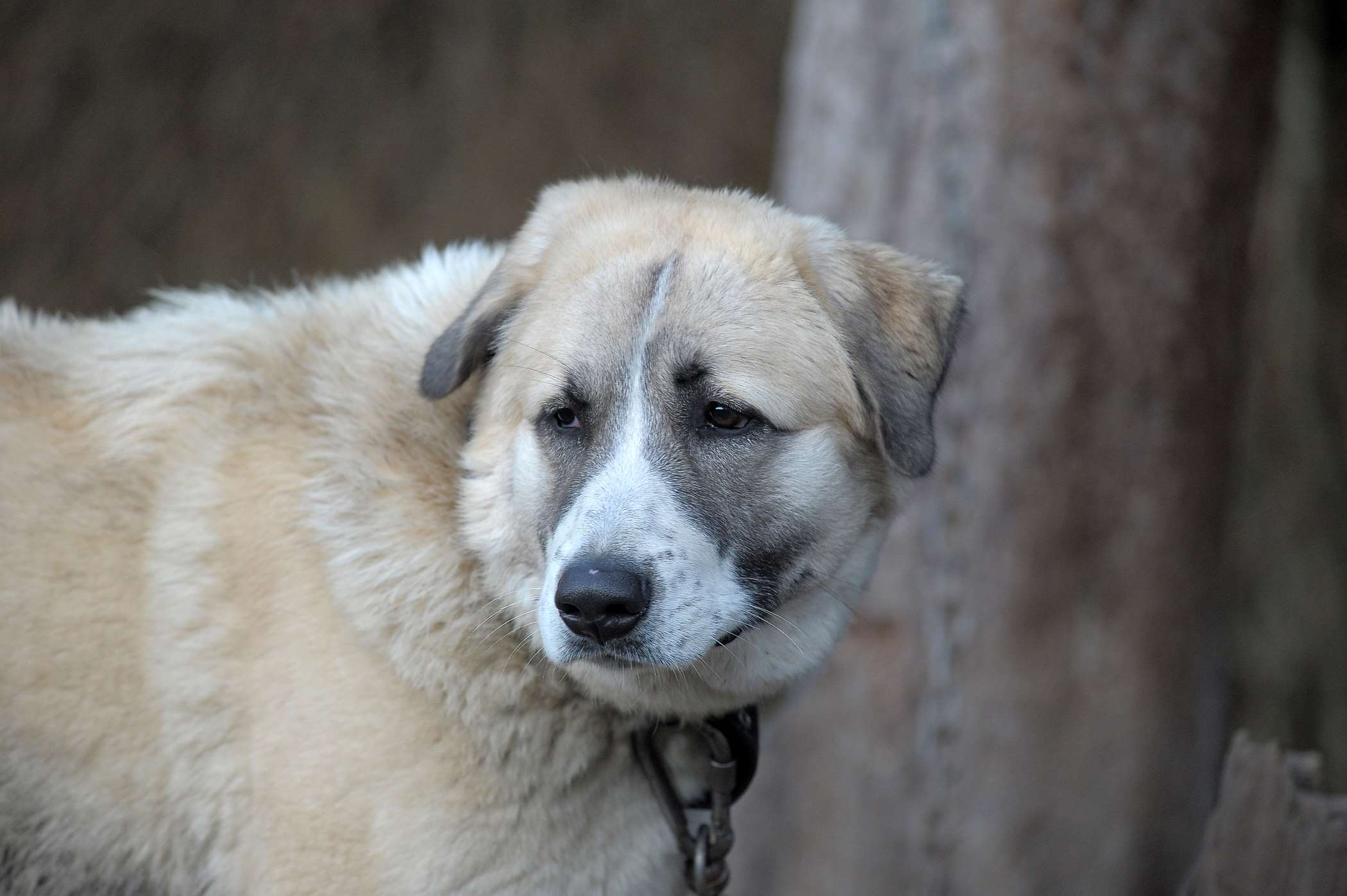 Zdjęcia anatolian karabash - 7 fotografii